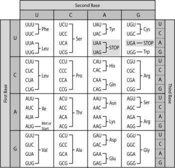 An introduction to the genetic code – Chromosomes, Genes, and Traits ...