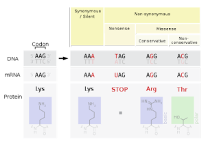 Part I: Types of mutations – Chromosomes, Genes, and Traits: An ...