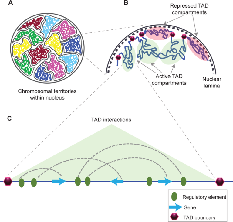 Three Dimensional Structures Matter Chromosomes Genes And Traits An Introduction To