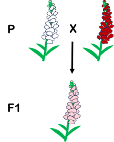 Incomplete dominance – Chromosomes, Genes, and Traits: An Introduction ...