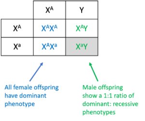 Sex vs Gender – Chromosomes, Genes, and Traits: An Introduction to Genetics