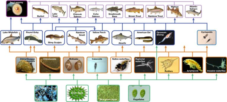 Ecosystem Ecology – Understanding Organisms: An Evolutionary ...